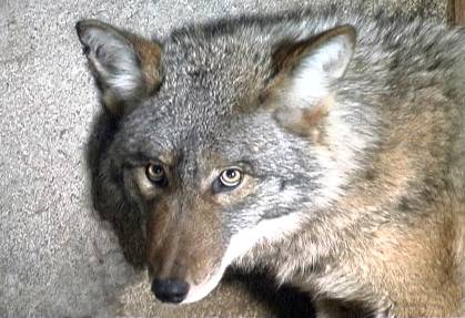 Eastern coyotes