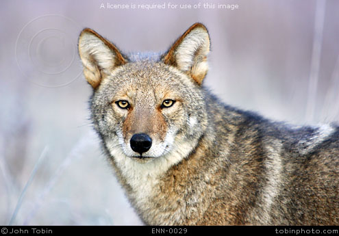 Eastern coyotes
