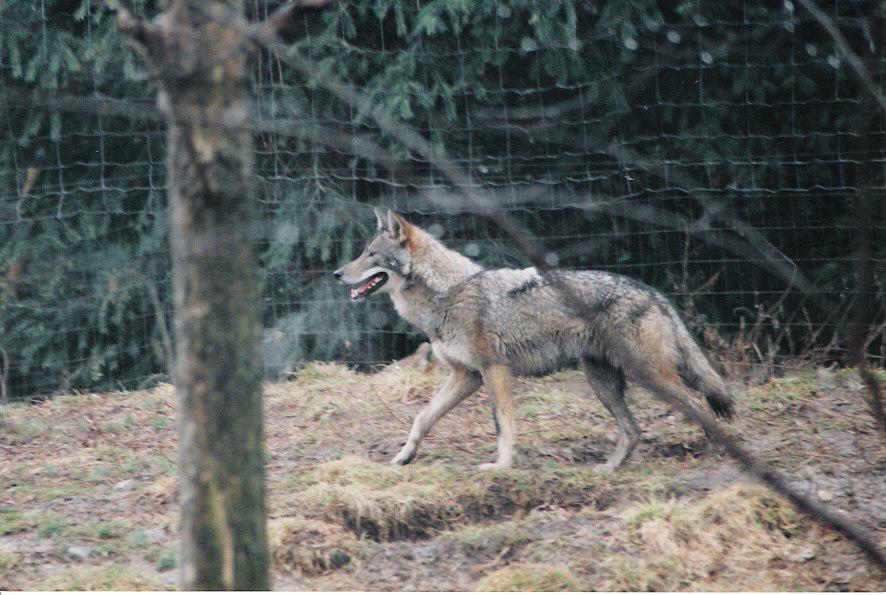 Eastern coyotes