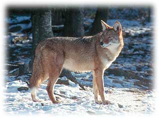 Eastern coyotes